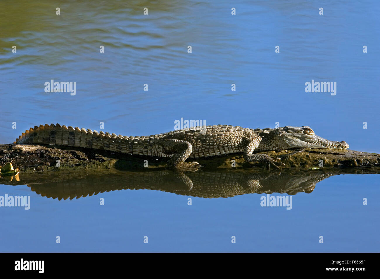Spectacled caiman / white caiman / common caiman (Caiman crocodilus ...