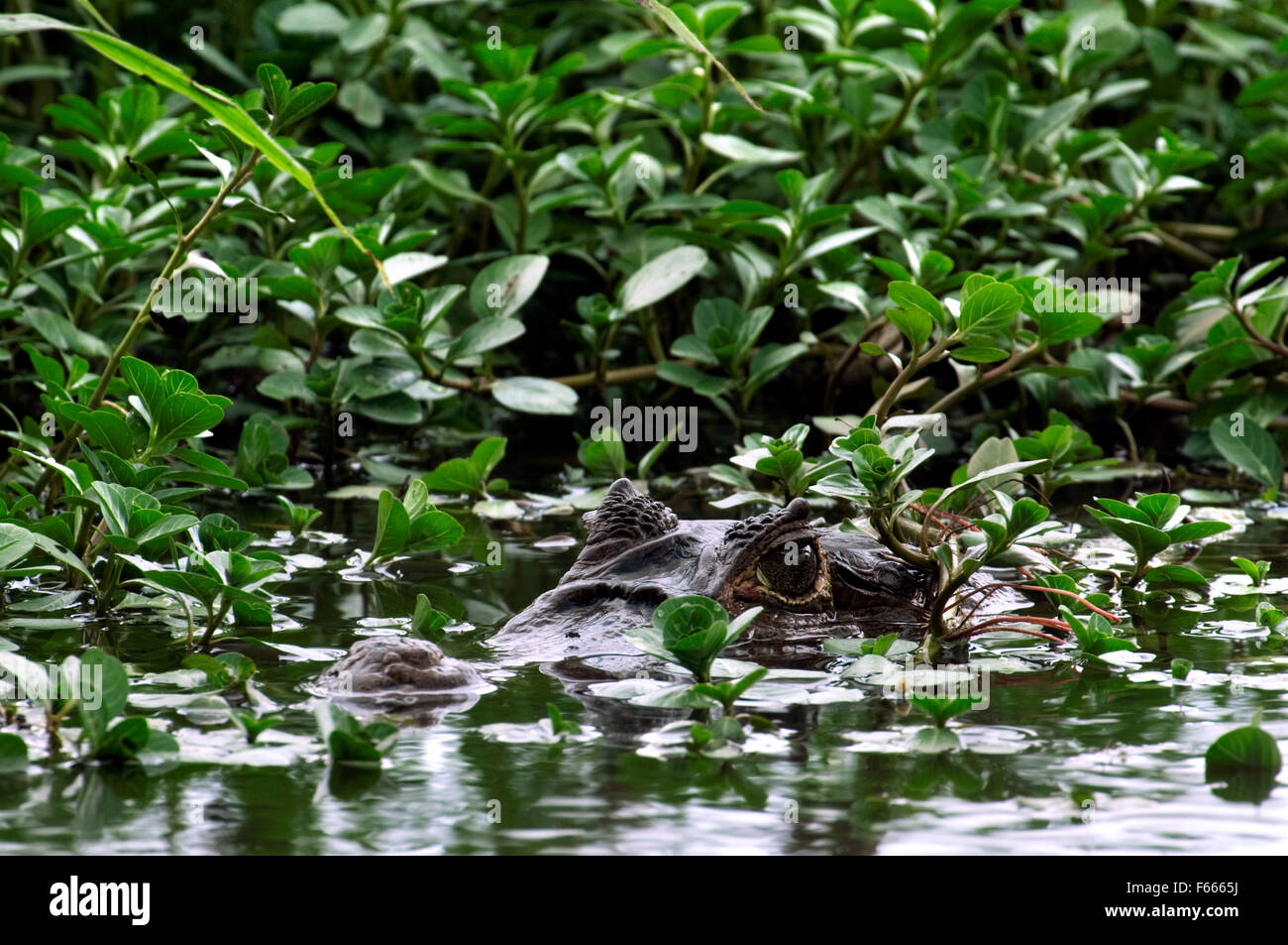 Spectacled caiman / white caiman / common caiman (Caiman crocodilus ...