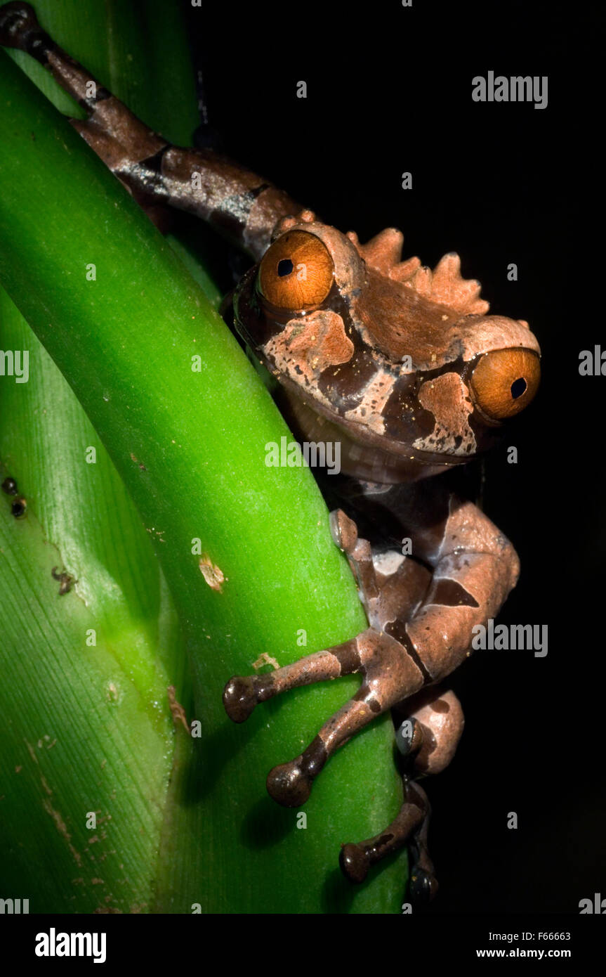 Crowned tree frog hi-res stock photography and images - Alamy