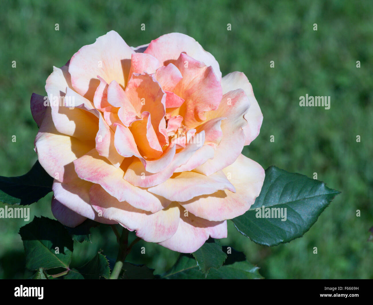 Pretty rose in bloom Stock Photo - Alamy