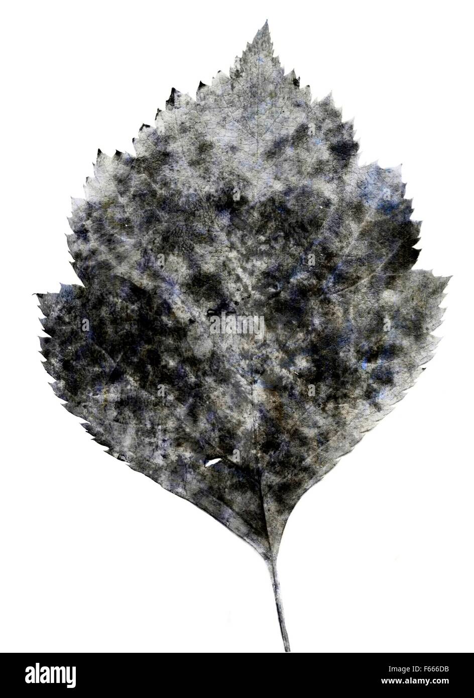 One autumn leaf isolated on a white background. One type of plant Stock ...