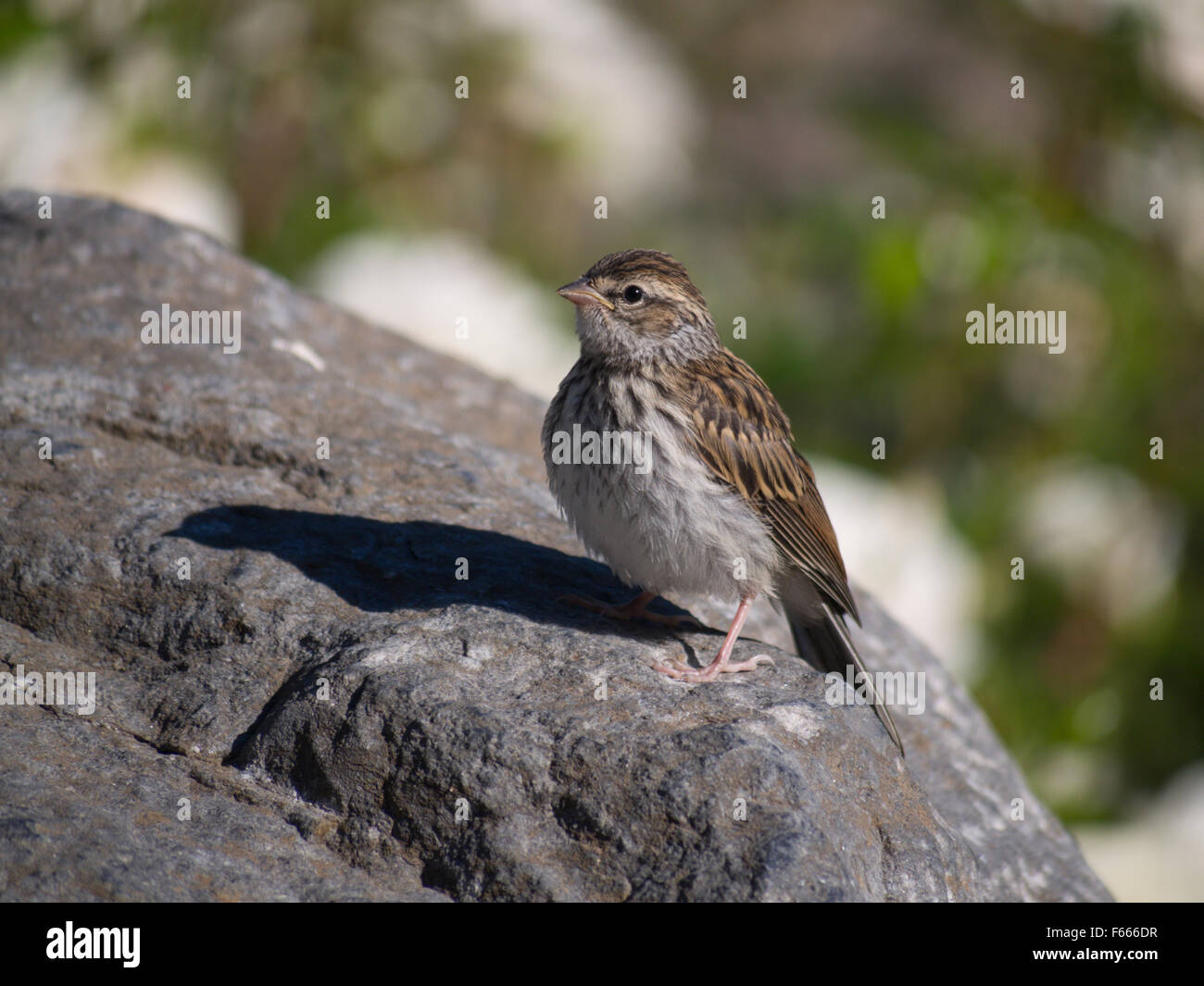 Roc bird hi-res stock photography and images - Alamy