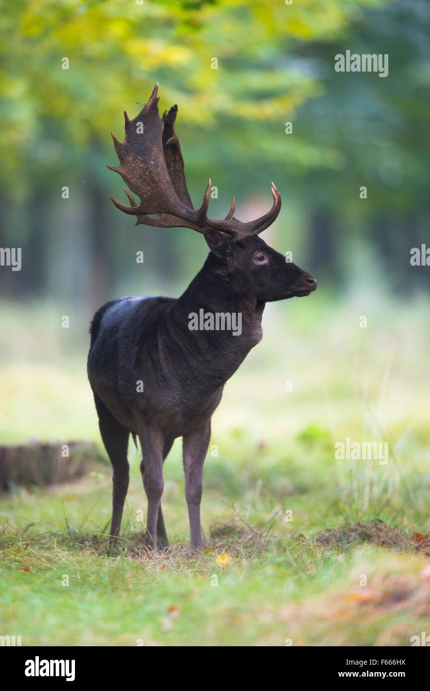 Dama dama hi-res stock photography and images - Alamy