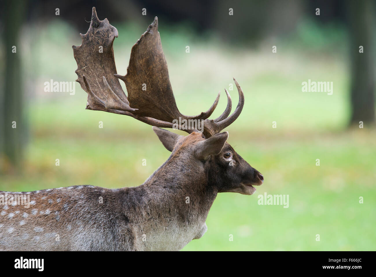 Fallow deer dama dama buck portrait hi-res stock photography and images ...