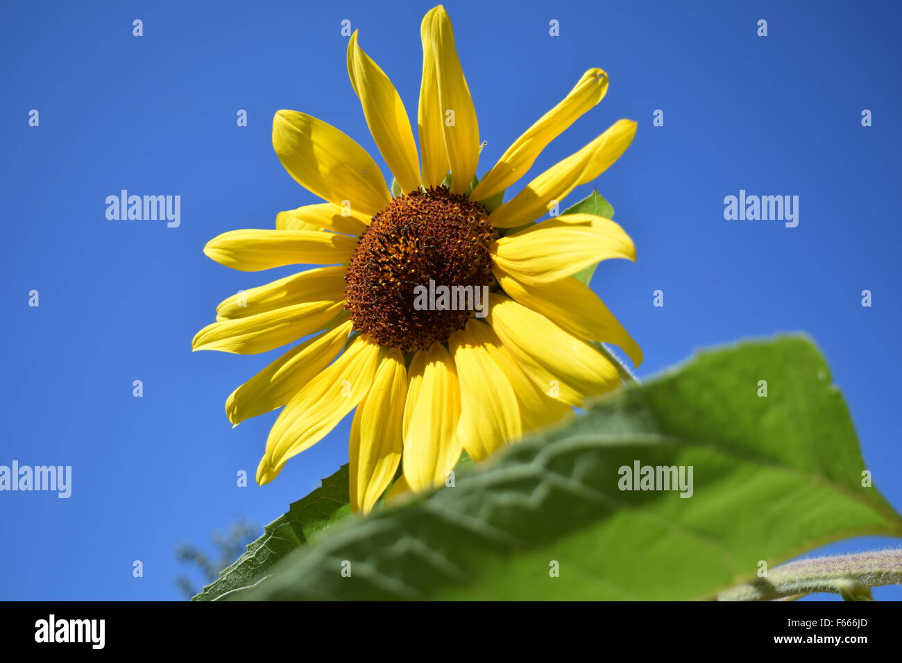 Brightly shining sun hi-res stock photography and images - Alamy