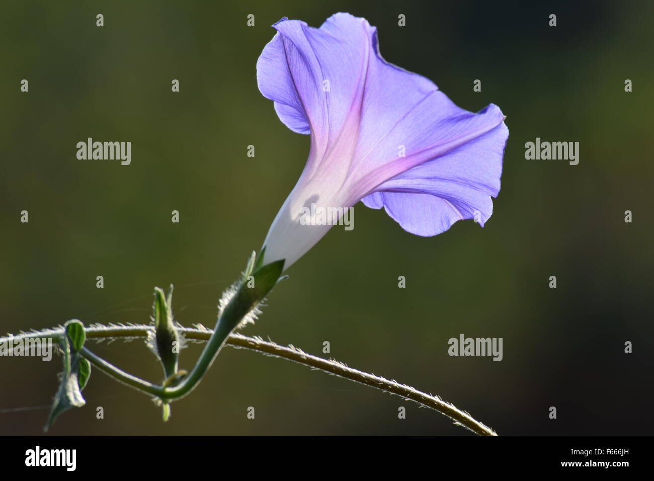 Morning glory flower hi-res stock photography and images - Alamy
