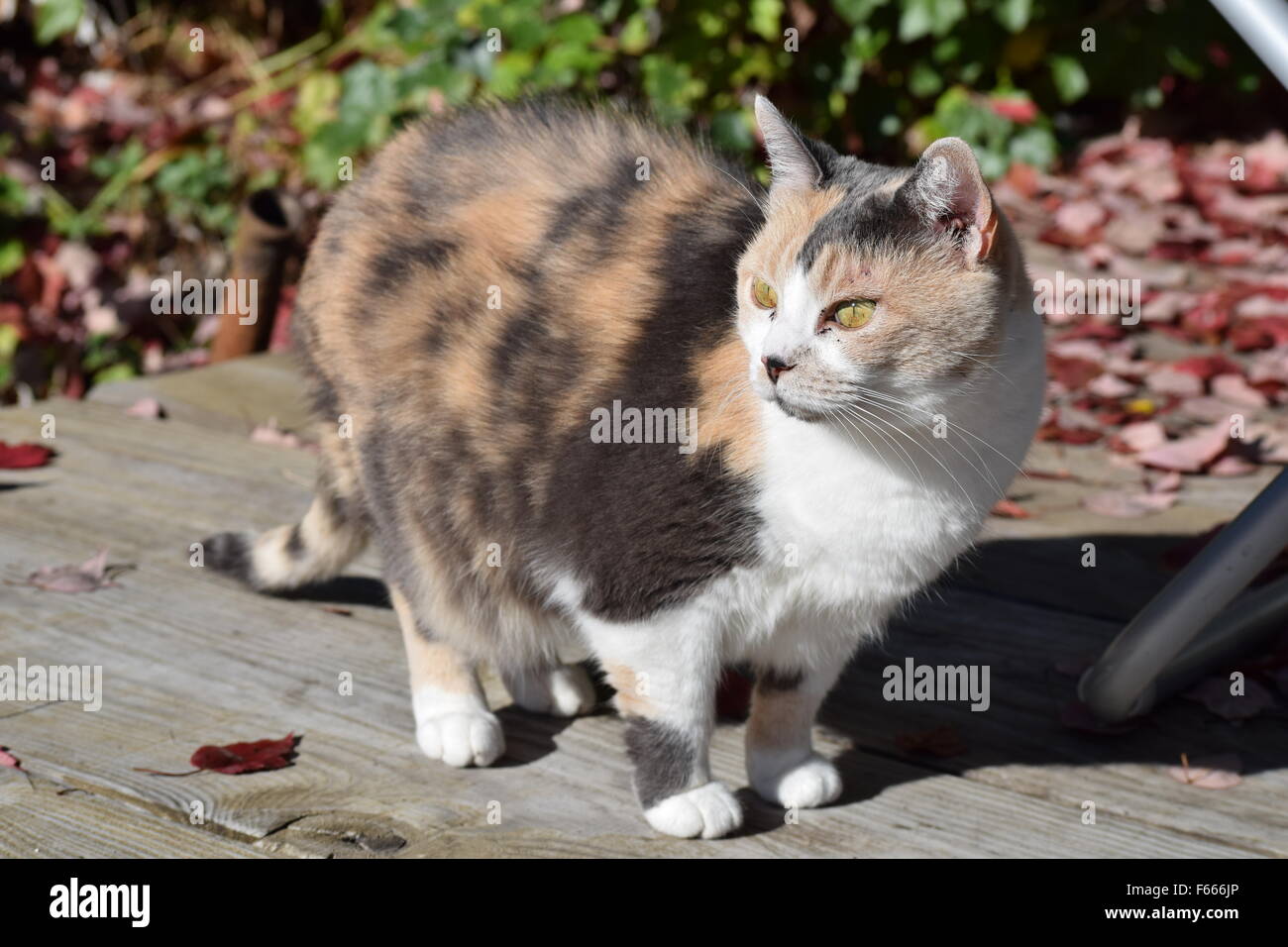 Savannah Kitty standing on a dock amidst fall leaves Stock Photo - Alamy