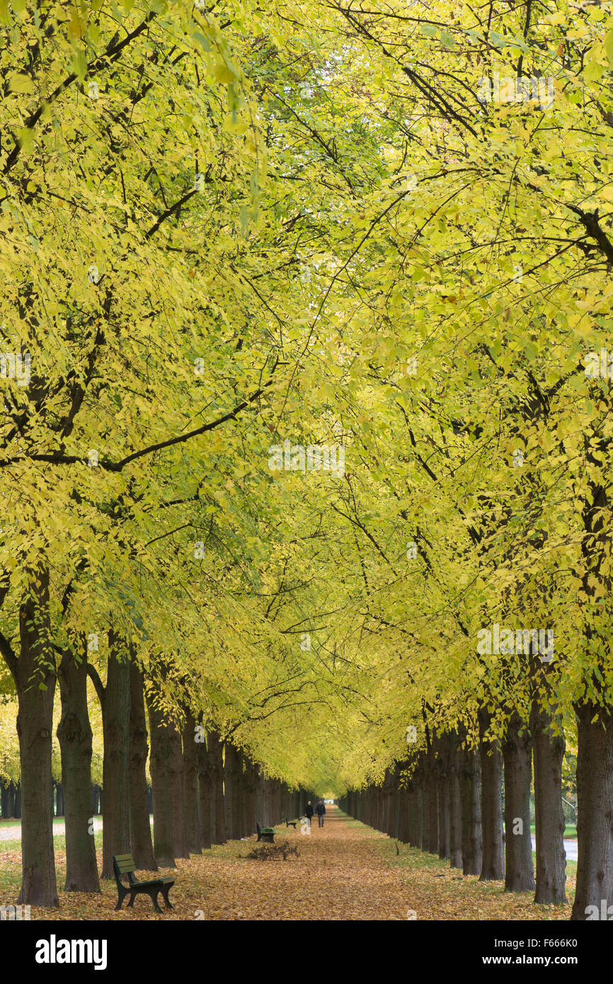 Tilia sp hi-res stock photography and images - Alamy