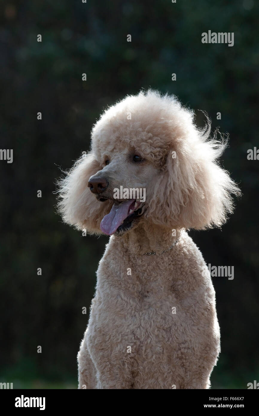 Standard Poodle portrait Stock Photo - Alamy