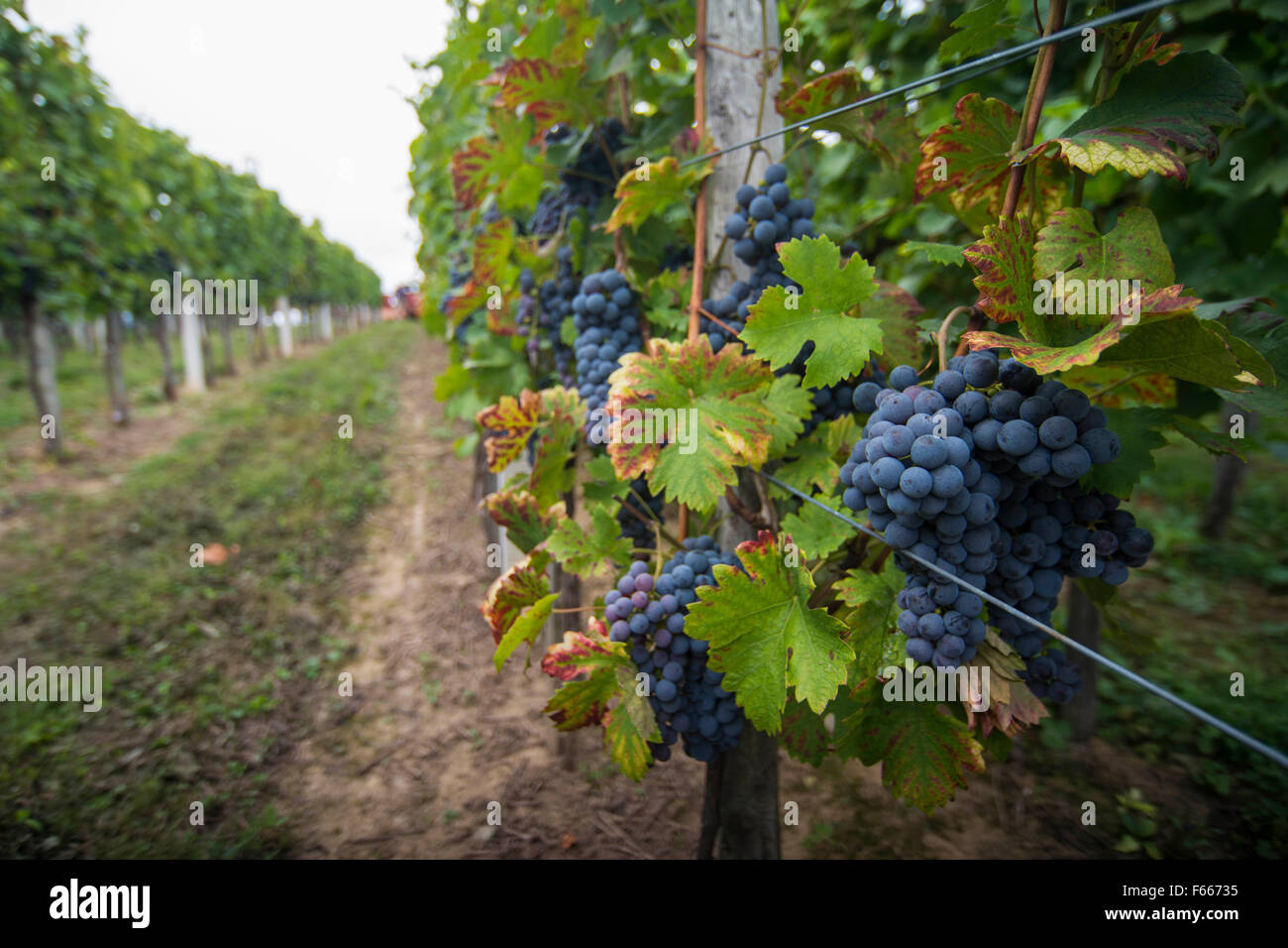 Red yellow blue green woman hi-res stock photography and images - Alamy