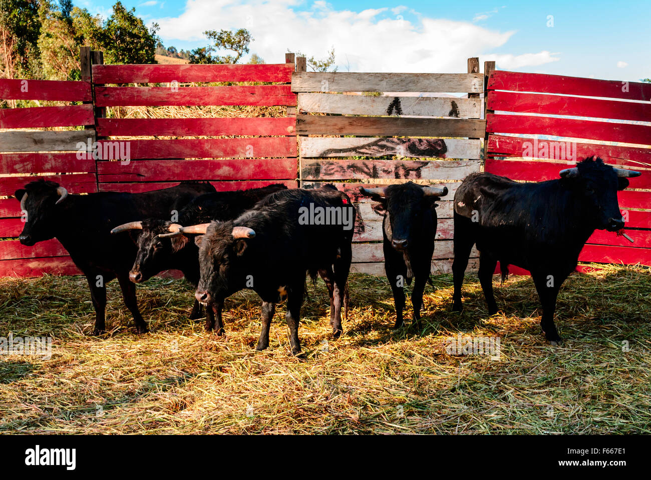 Human bulls hi-res stock photography and images - Alamy