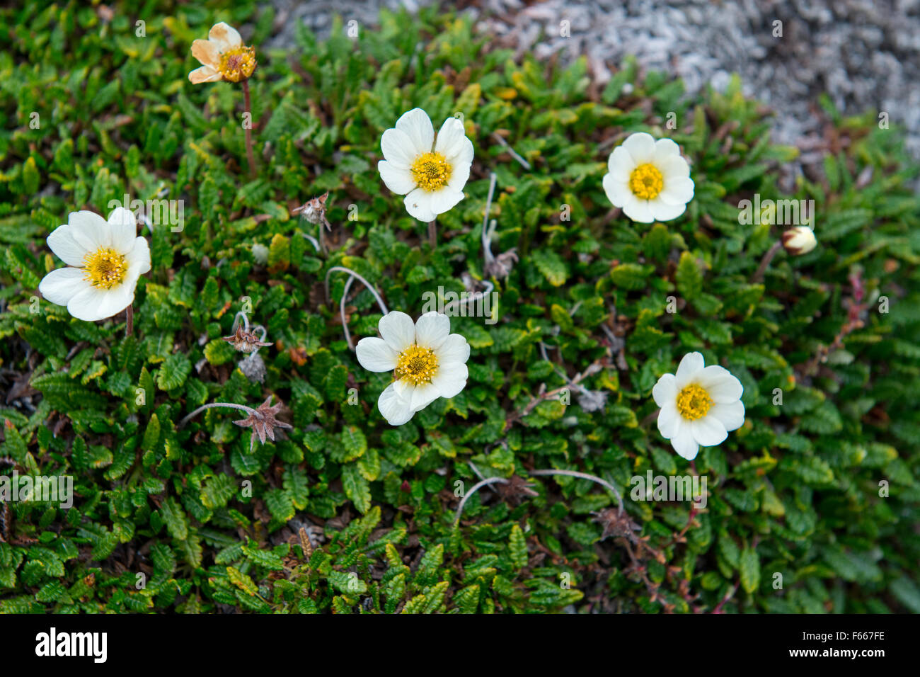 Flora polar hi-res stock photography and images - Alamy