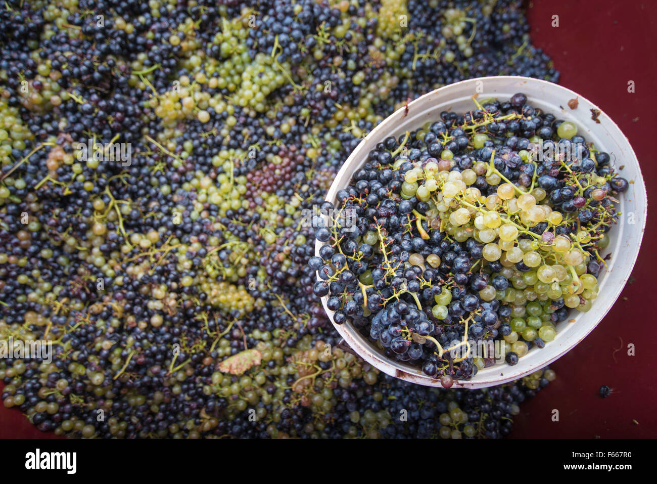 Freshly picked grapes Stock Photo - Alamy