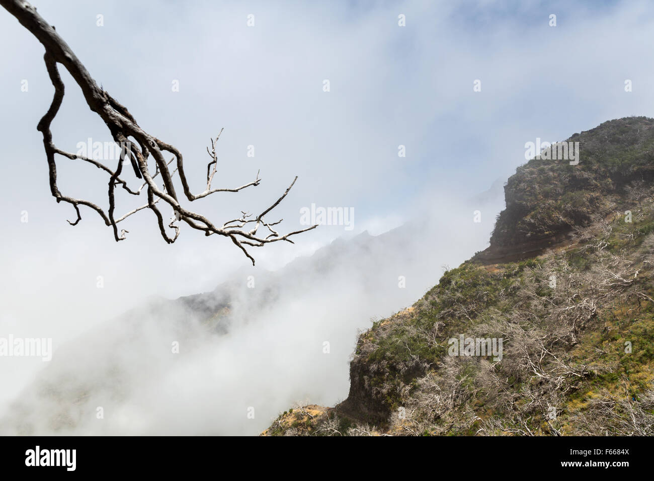 Horror dead trees hi-res stock photography and images - Alamy