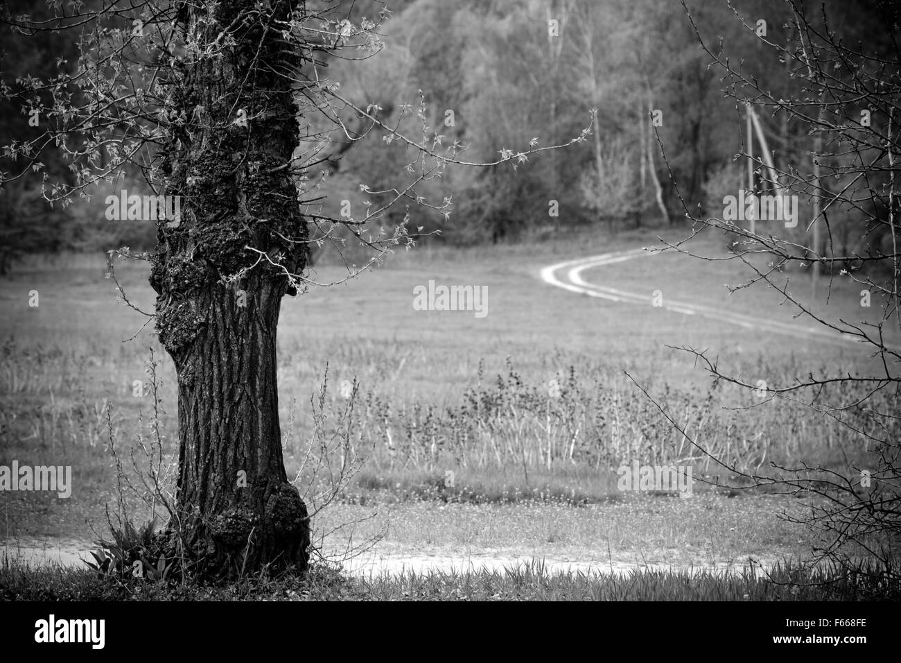 Dramatic rural scene - Old tree and road on background Stock Photo - Alamy