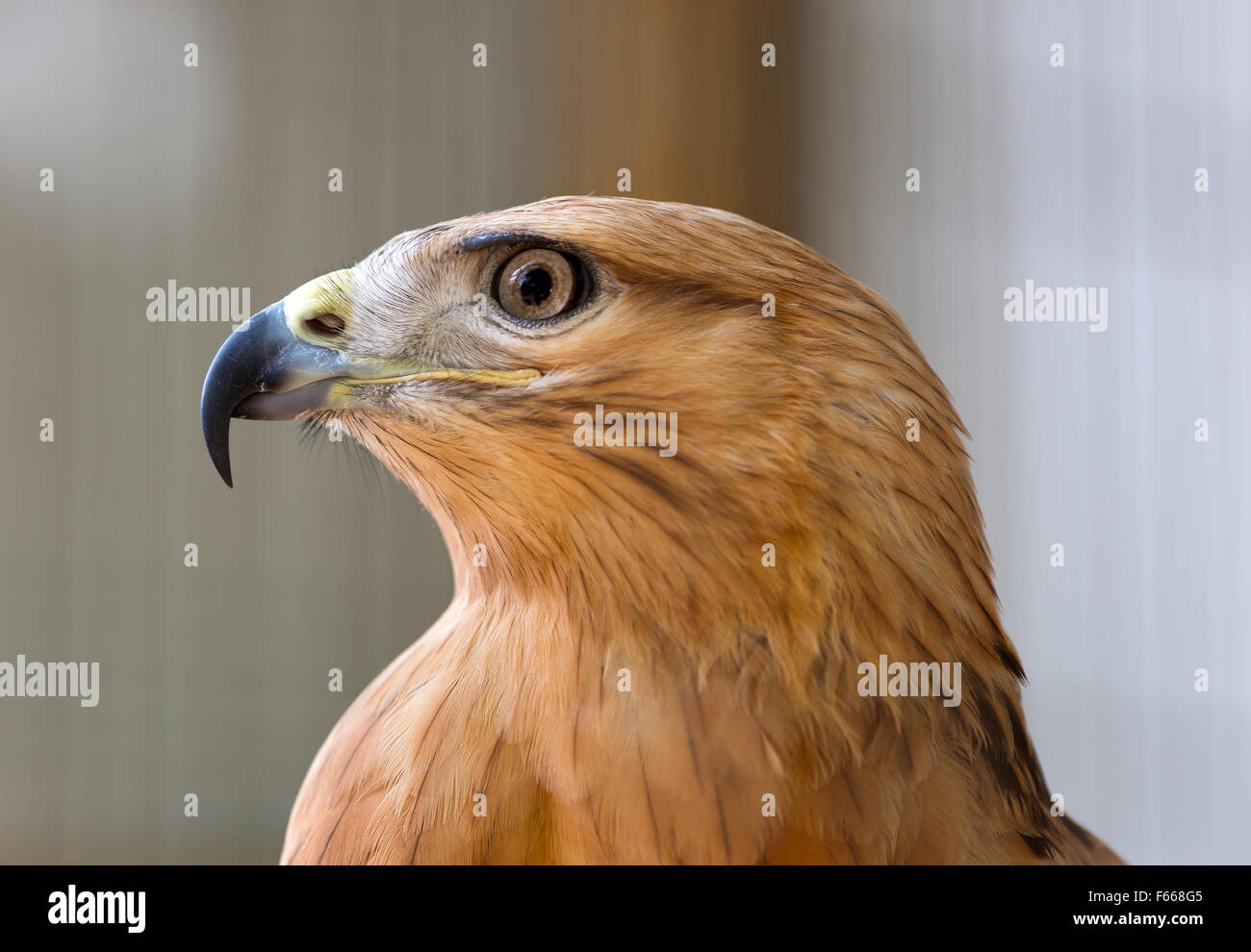Profile of a young hawk Stock Photo - Alamy