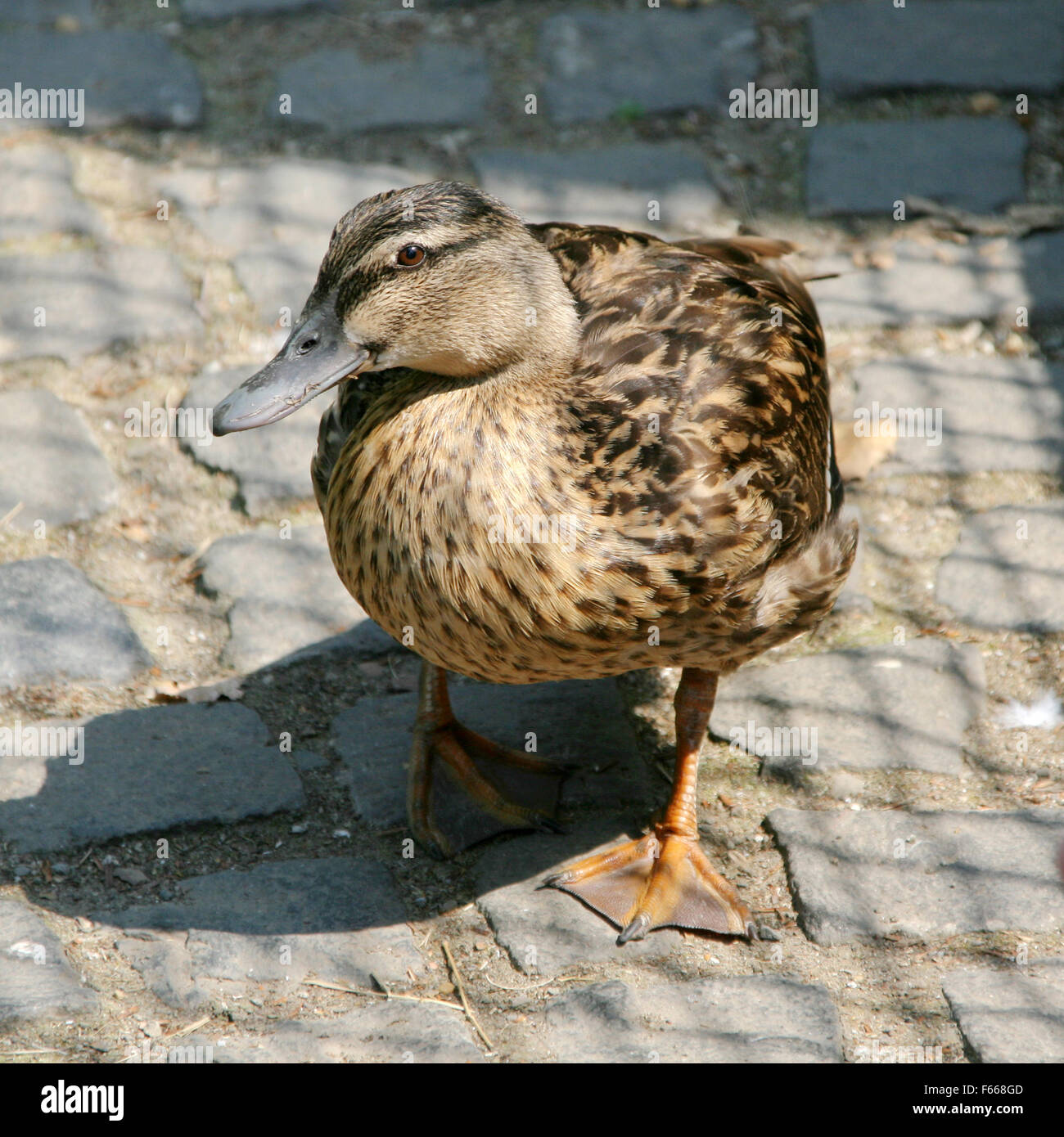 Duckling on road hi-res stock photography and images - Alamy