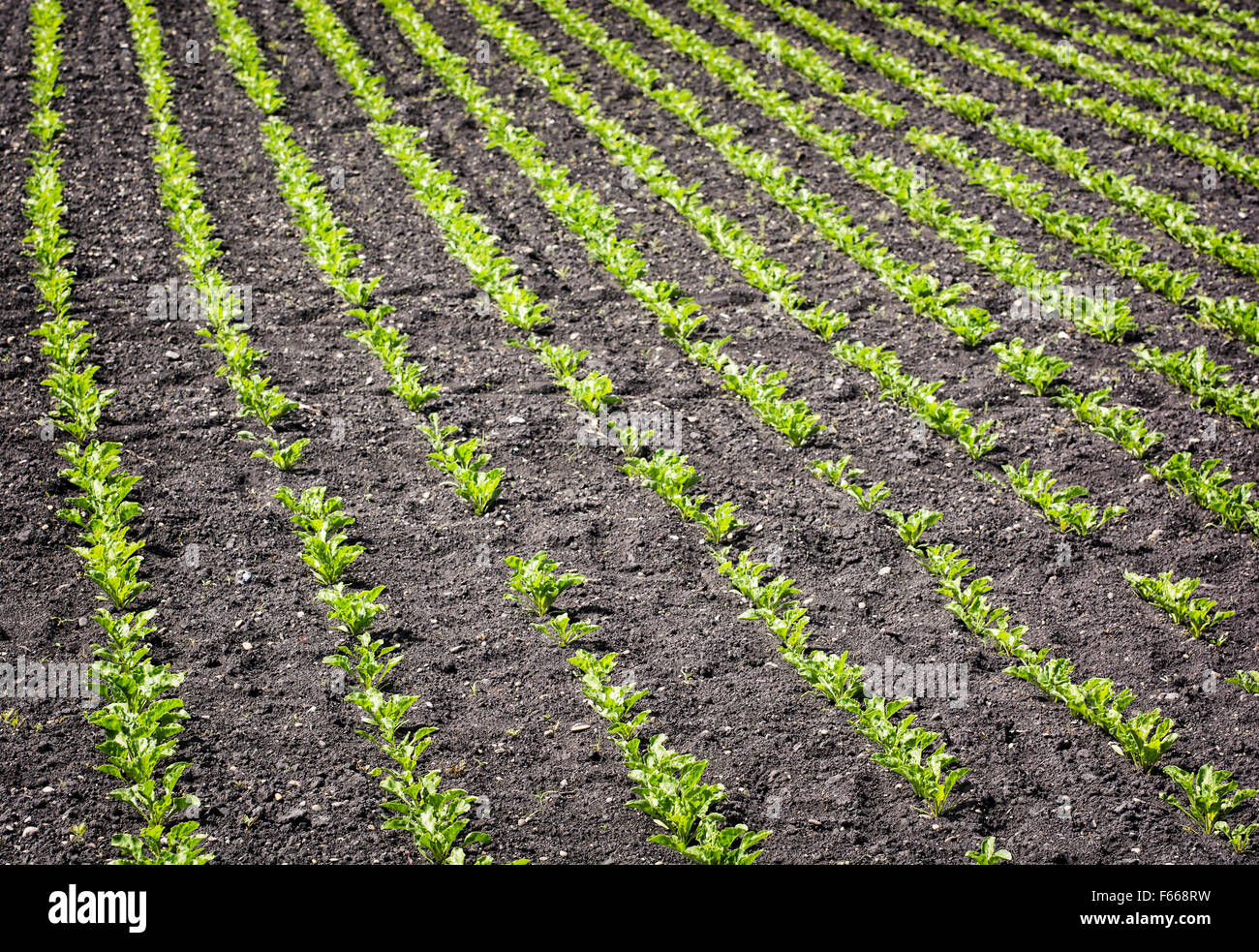 Seedlings crop field in spring. Agricultural theme. Natural scene Stock ...