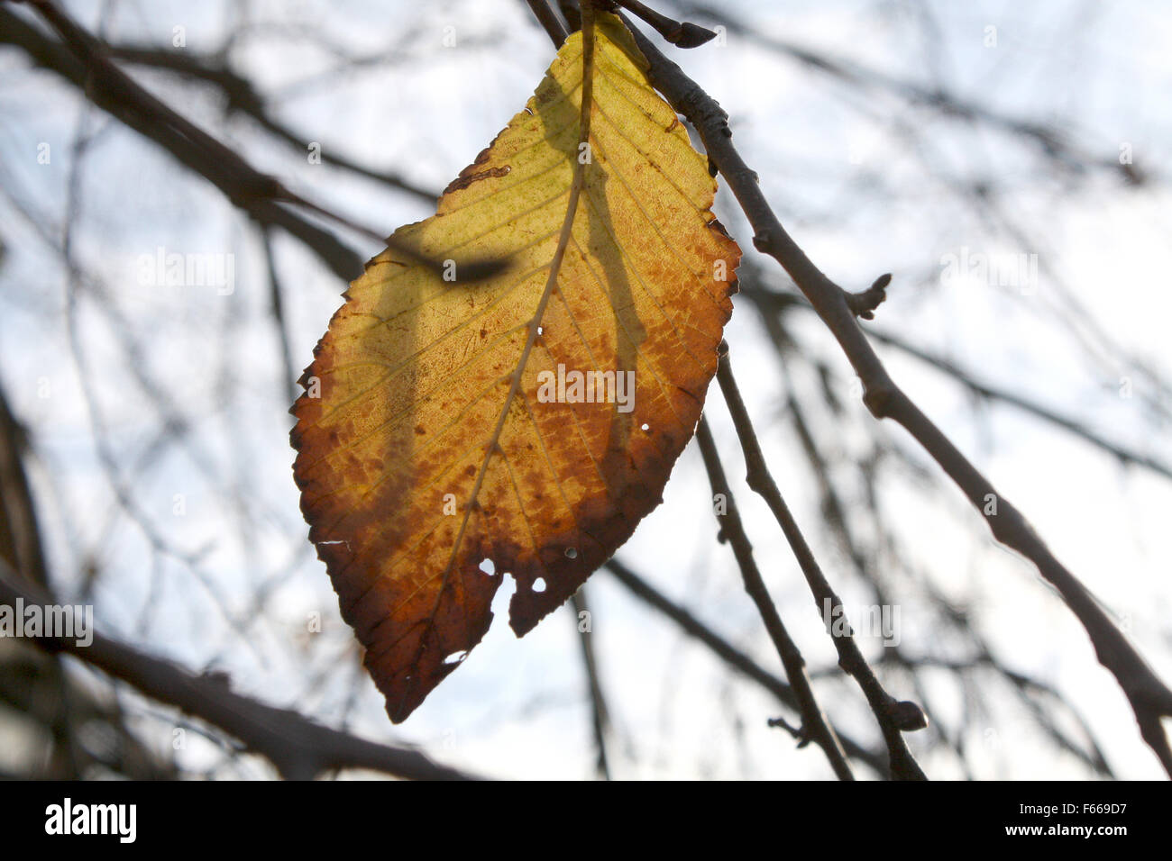 single autumn leaf Stock Photo - Alamy