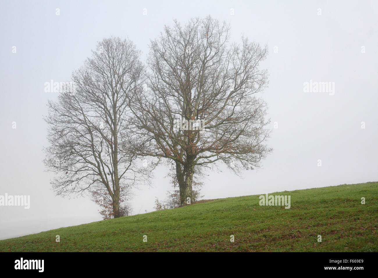 Solitary tree in the countryside, foggy day Stock Photo - Alamy