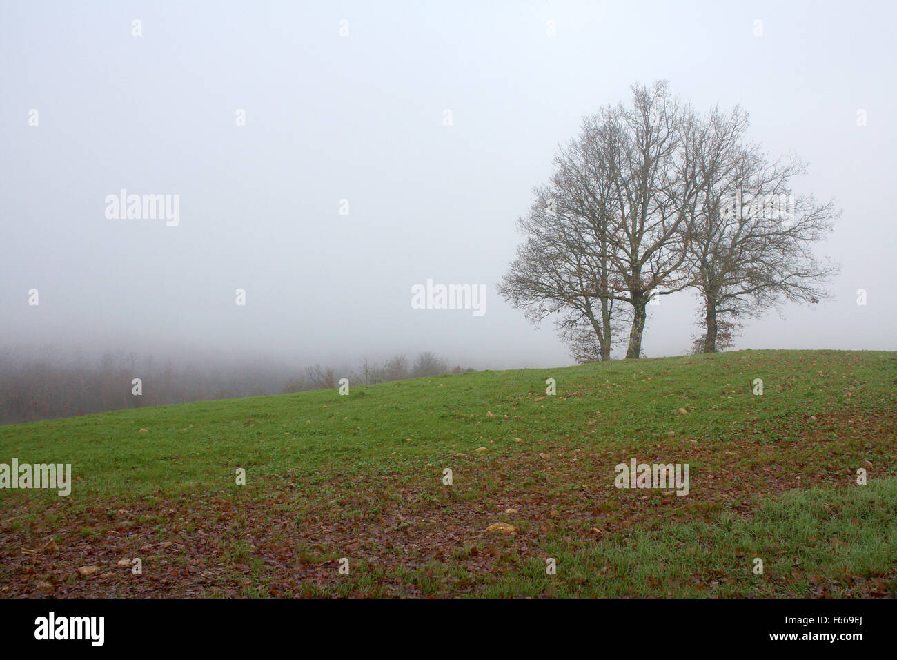Solitary tree in the countryside, foggy day Stock Photo - Alamy