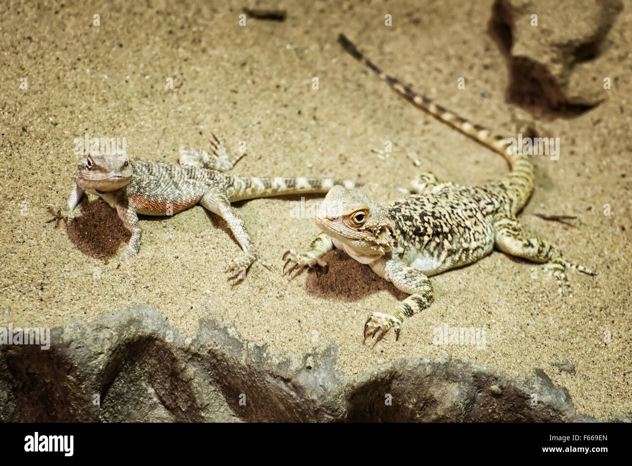 Cute bearded dragon hi-res stock photography and images - Alamy