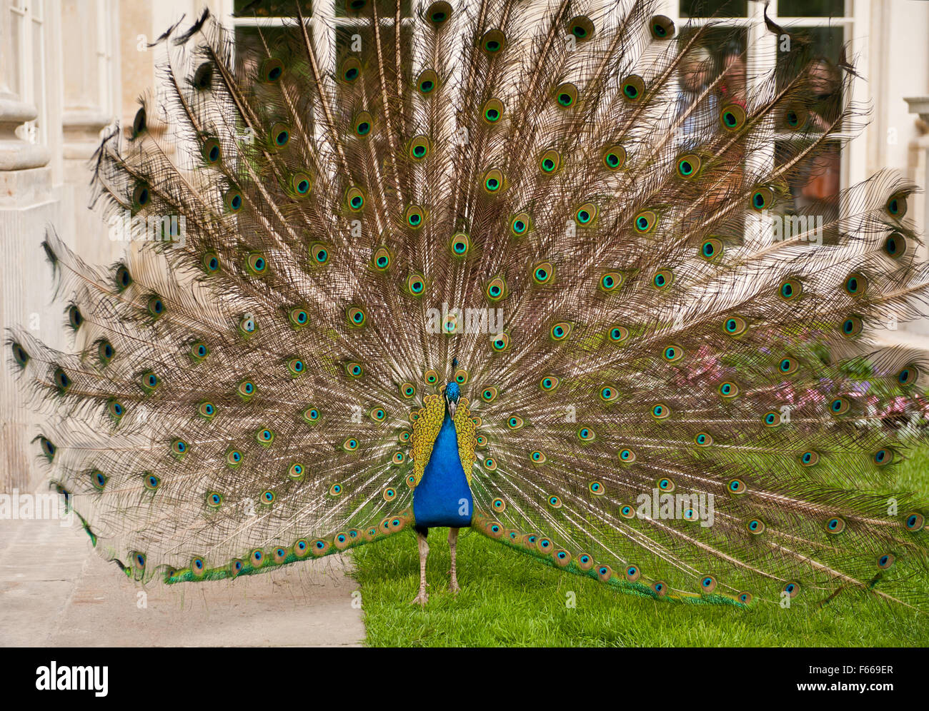 Peacock tail display hi-res stock photography and images - Alamy