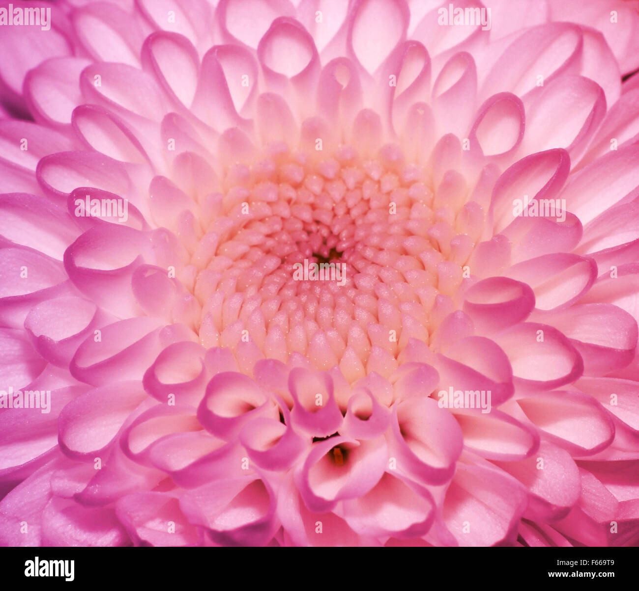 Closeup macro of a large soft pink flower head Stock Photo - Alamy
