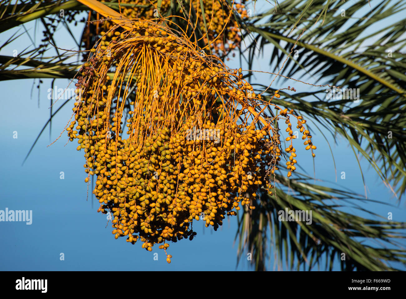Canary date palm fruit hi-res stock photography and images - Alamy