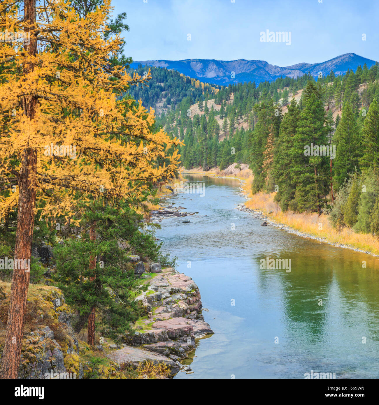 fall colors of larch along the blackfoot river near potomac, montana ...