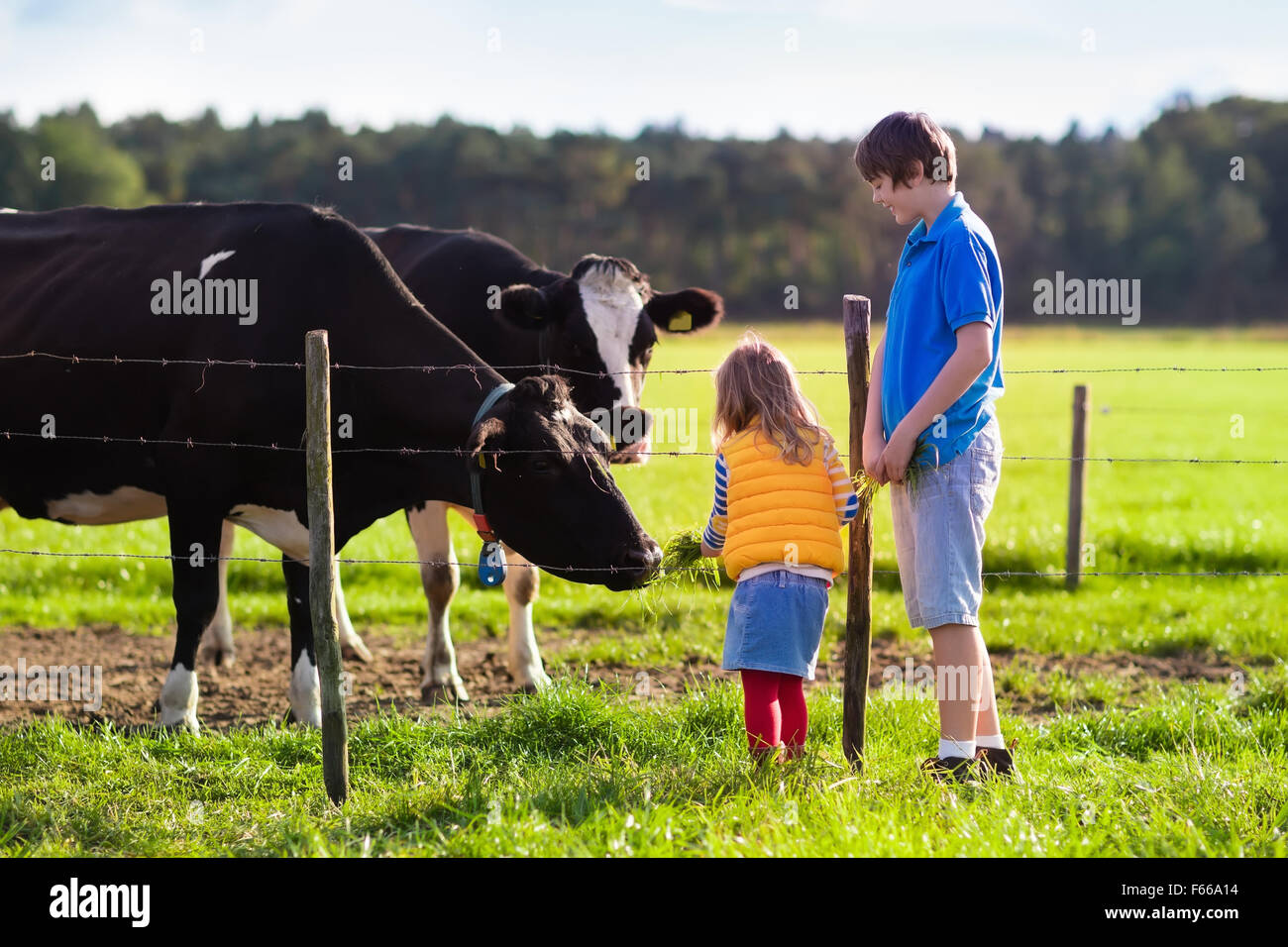 Happy kids feeding cows on a farm. Little girl and school age boy feed ...