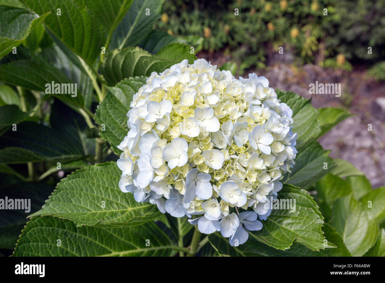 White and blue Hydrangea, typical flower of São Miguel, Azores ...