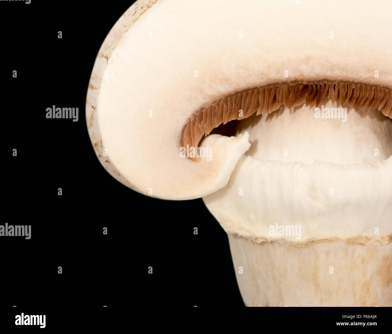 White mushroom slice Stock Photo - Alamy