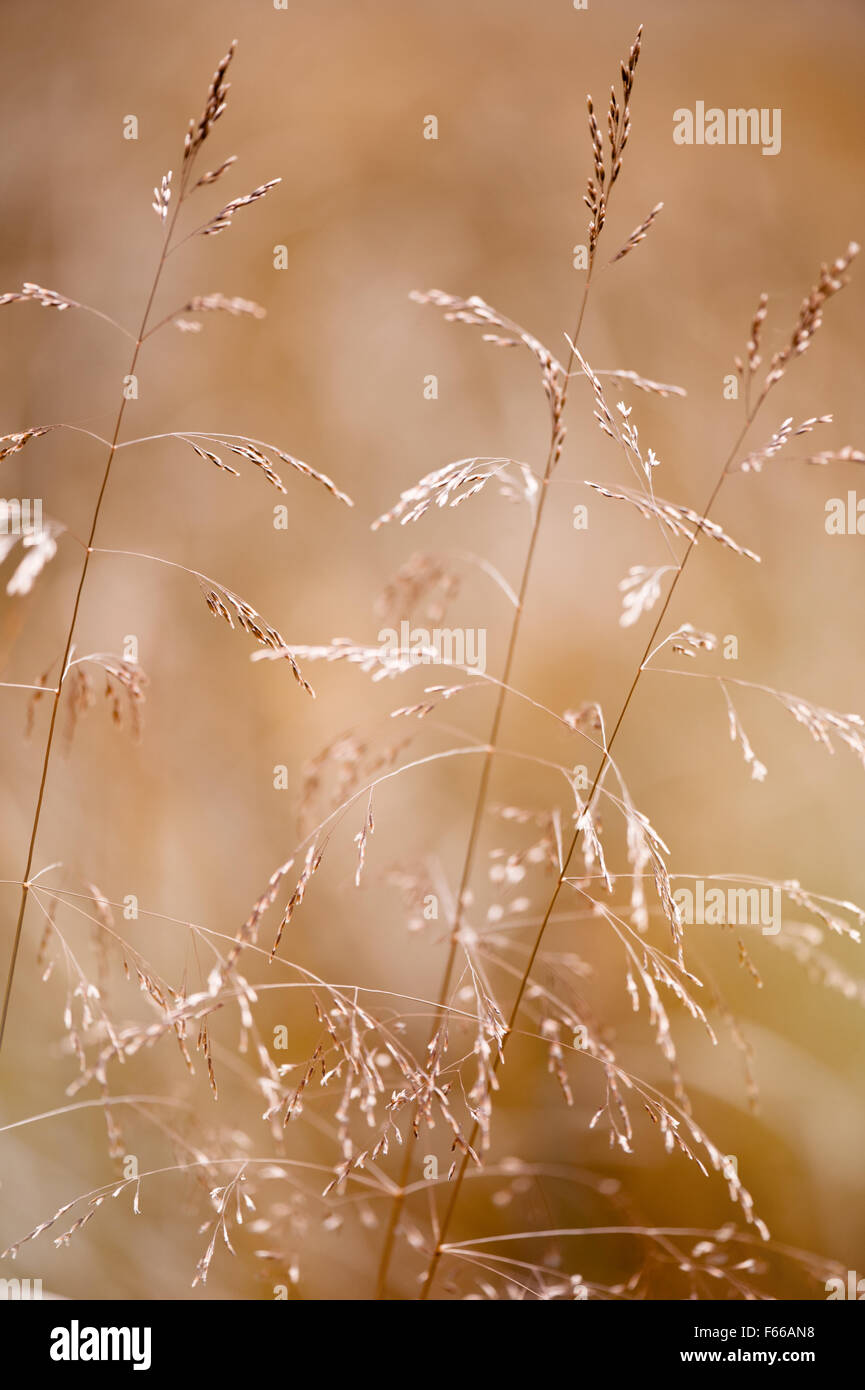 Grass inflorescences blurred in warm golden brown colors, partially ...