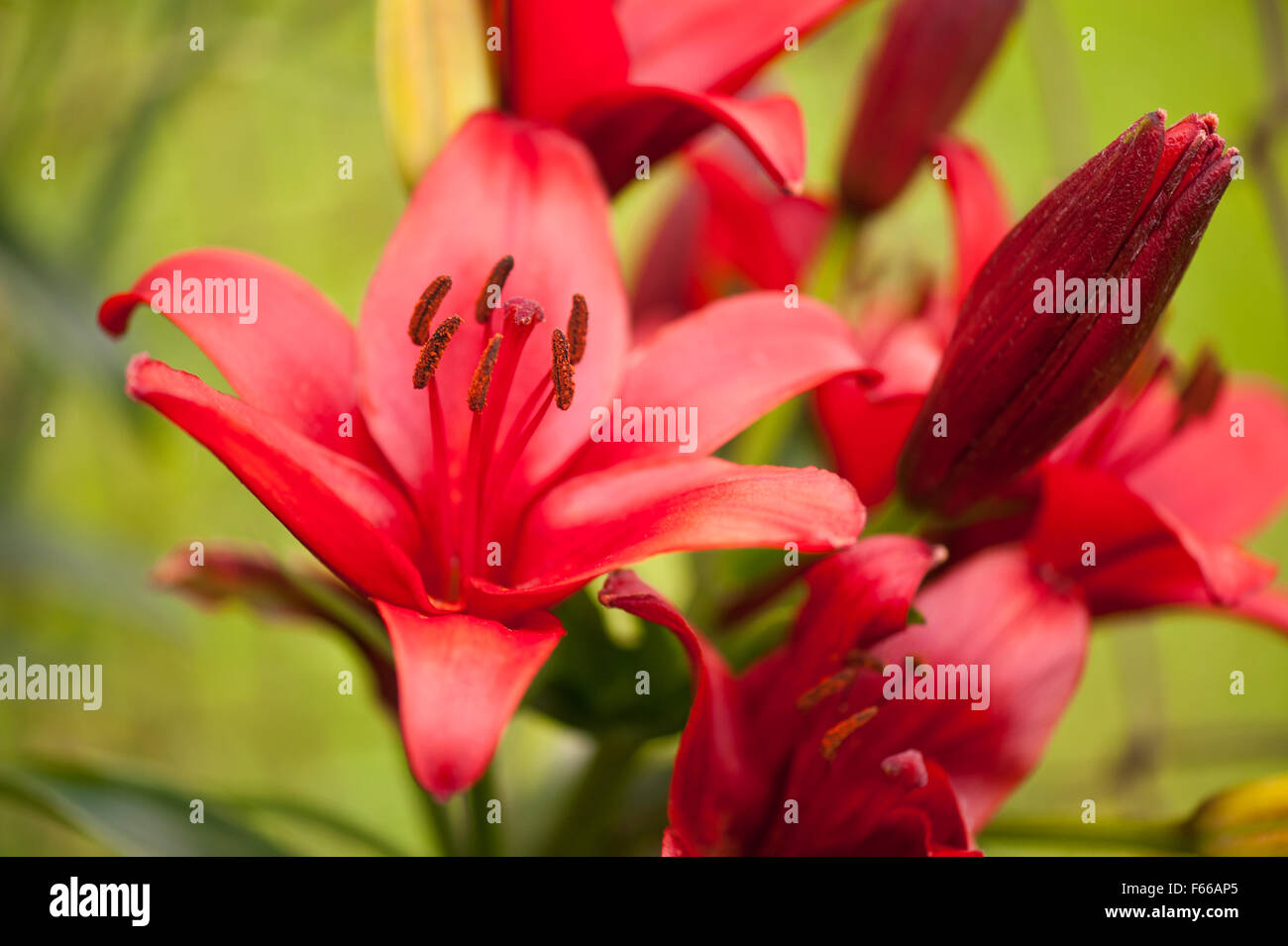 Red Lily flower stamens, large flower macro, deciduous perennial plant ...
