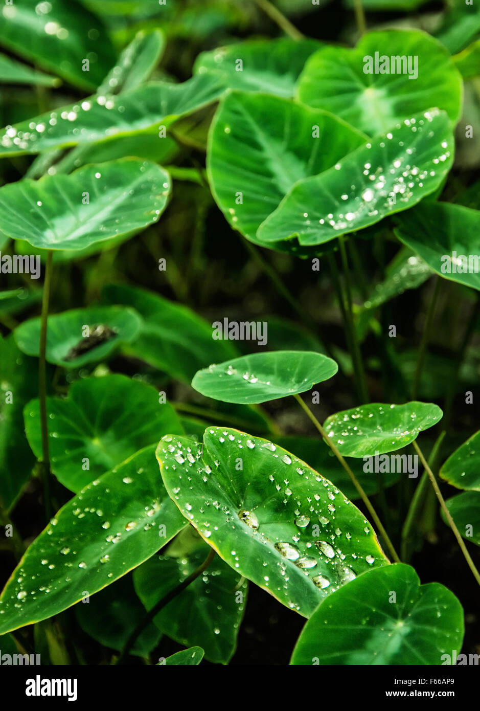 Dewy green tropical leaves. Natural scene. Vibrant colors Stock Photo ...