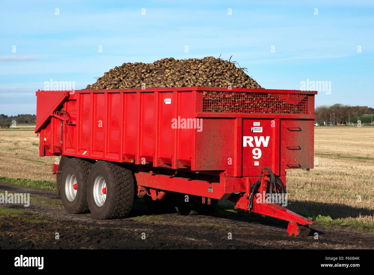 Freshly harvested potatoes loaded into a trailer waiting to go to ...