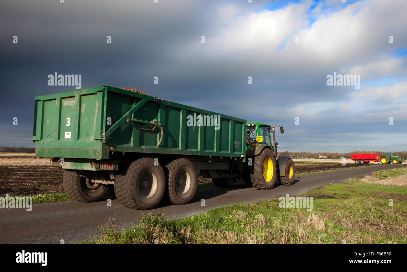 Freshly harvested potatoes loaded into a trailer waiting to go to ...