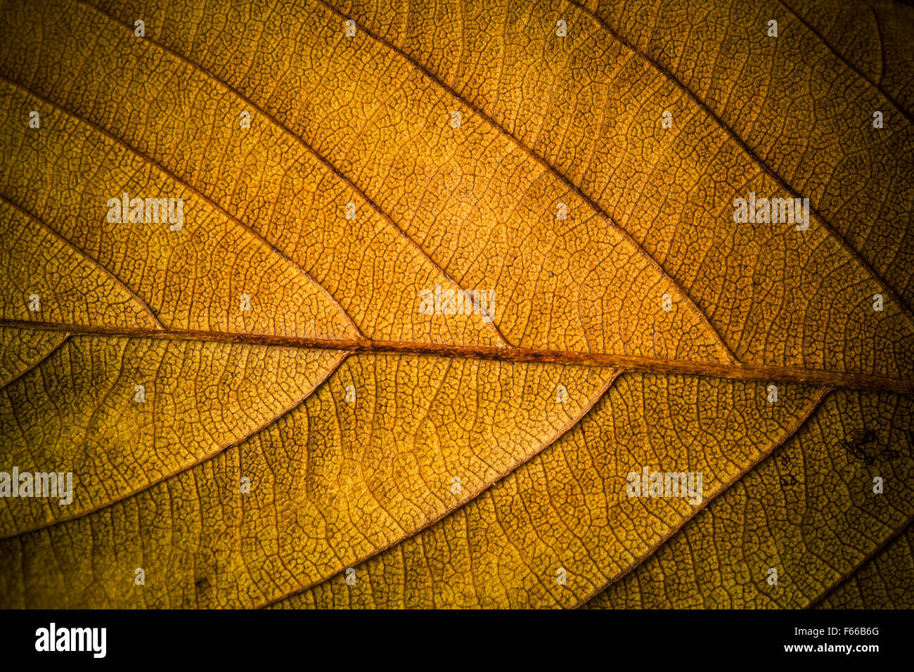 Nice backgrounds hi-res stock photography and images - Alamy
