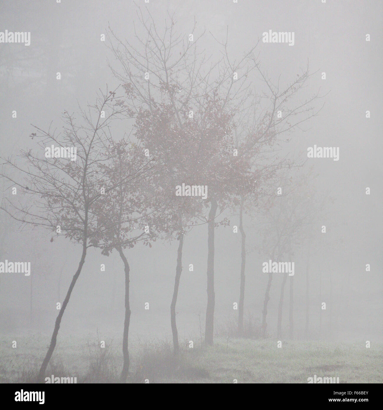Solitary tree in the countryside, foggy day Stock Photo - Alamy