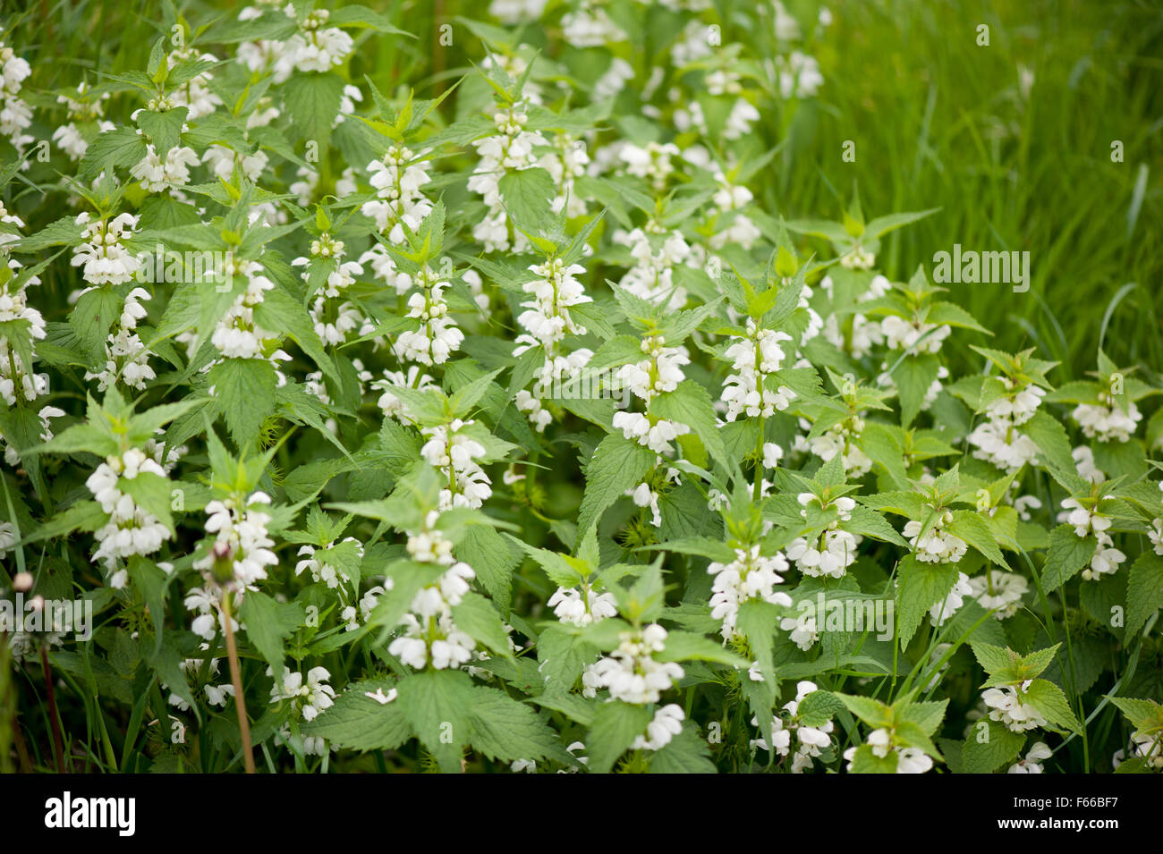 Lamium album white flowering herbal medicine perennial plant in the ...