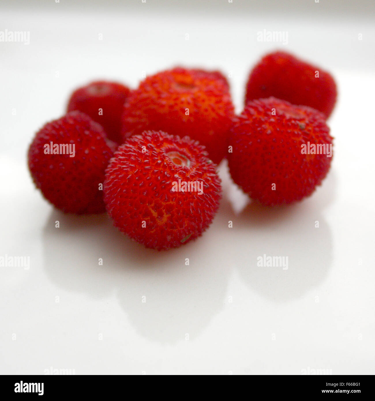 Corbezzolo unedo corbezzolo hi-res stock photography and images - Alamy