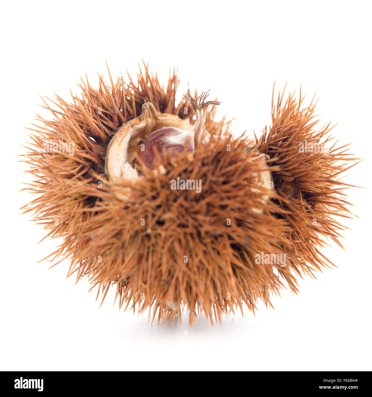 Chestnuts with shell isolated on white background Stock Photo - Alamy