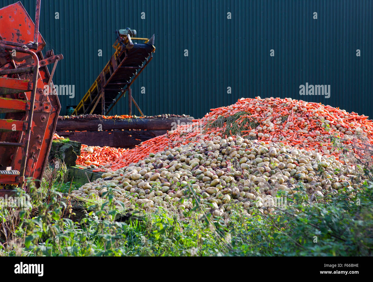 Heaped waste food vegetable produce, wonky, rejected foods, carrots ...