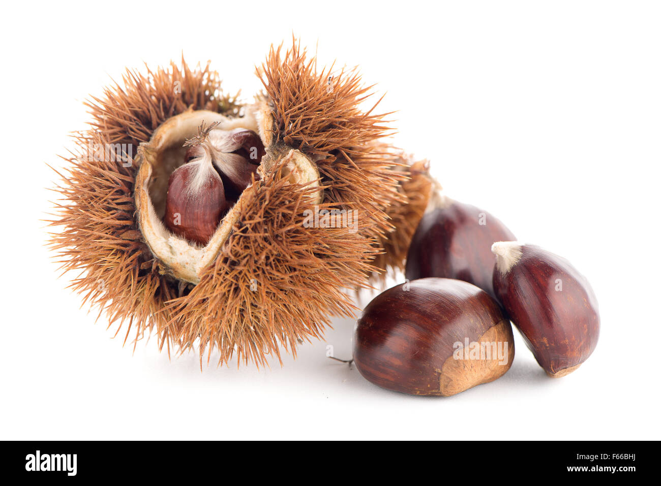 Chestnuts with shell isolated on white background Stock Photo - Alamy