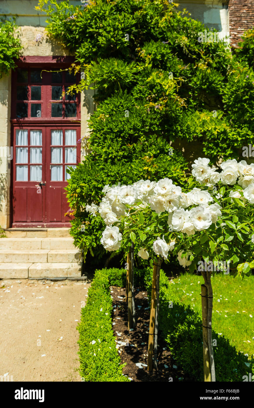 Roses sun vertical nobody hi-res stock photography and images - Alamy