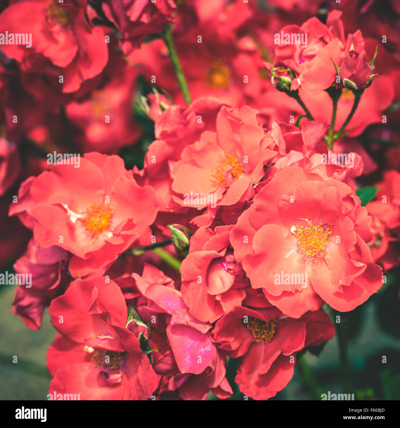 Square bush hi-res stock photography and images - Alamy