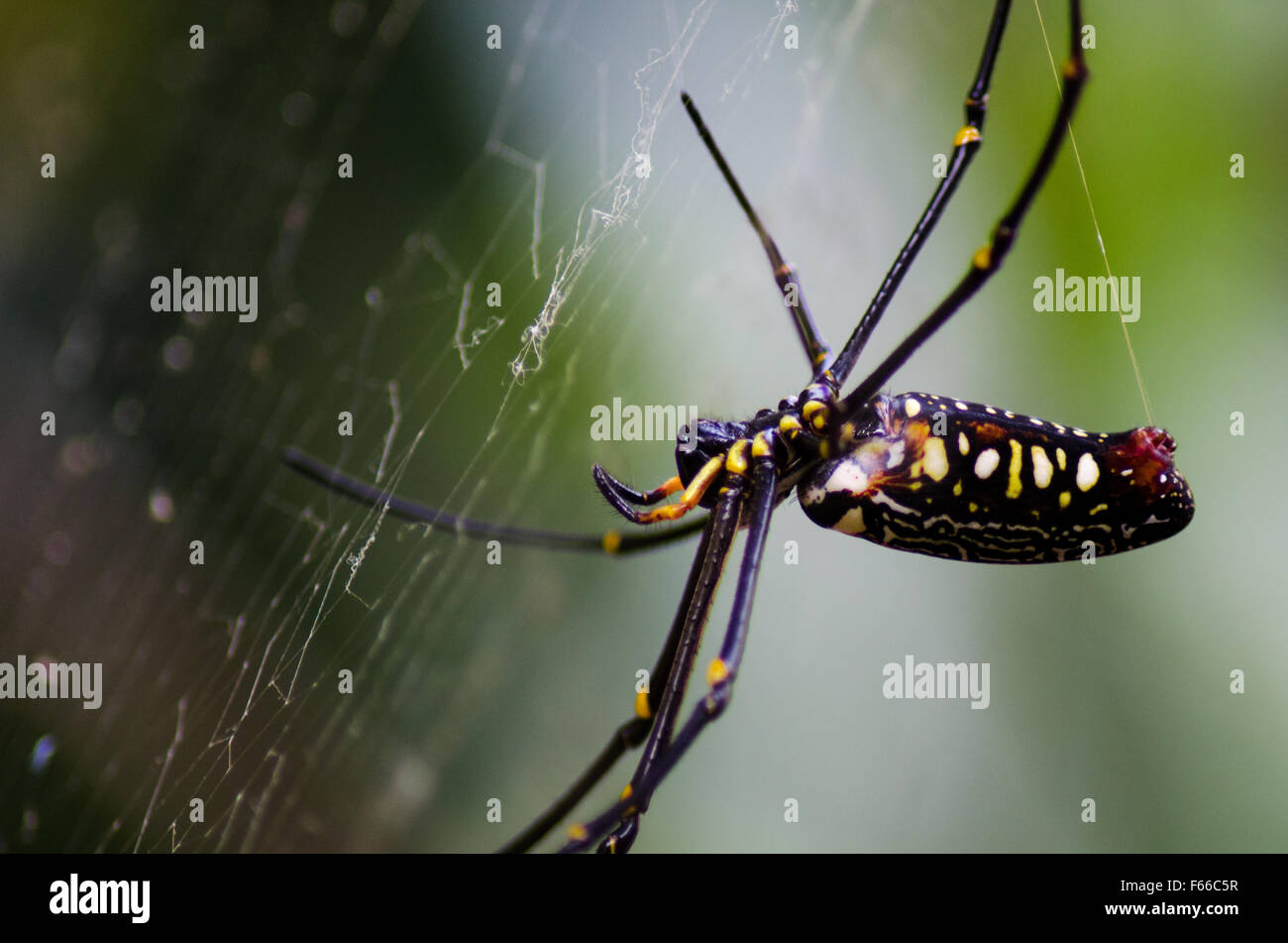 Digital spider web hi-res stock photography and images - Alamy