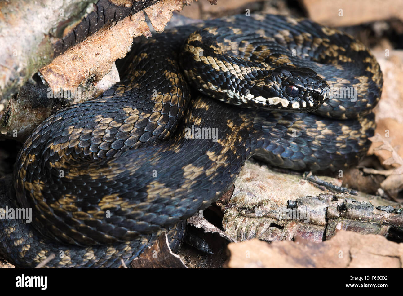 Adder (Vipera Berus Stock Photo - Alamy