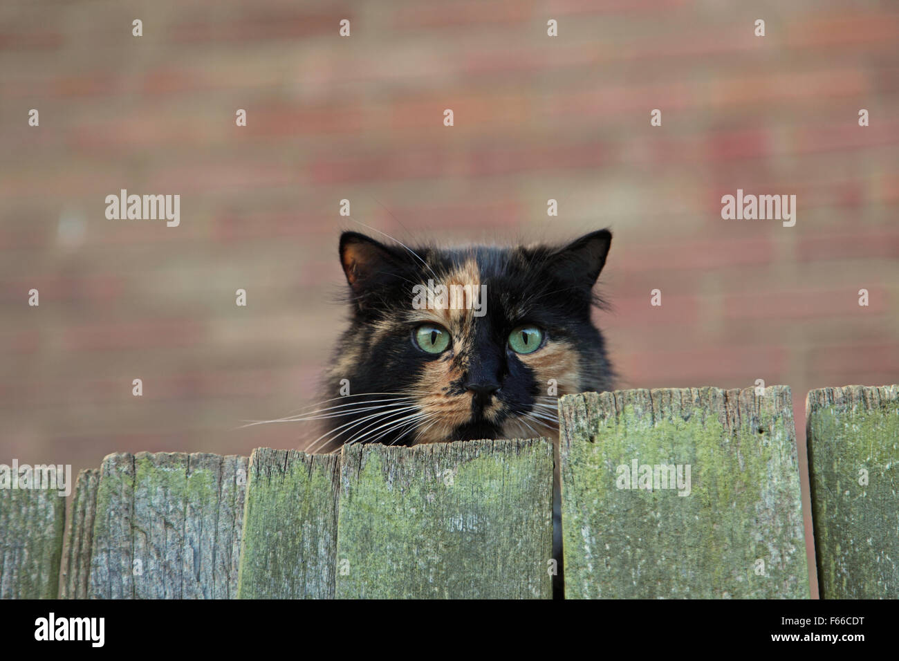 Questioning Face Cat